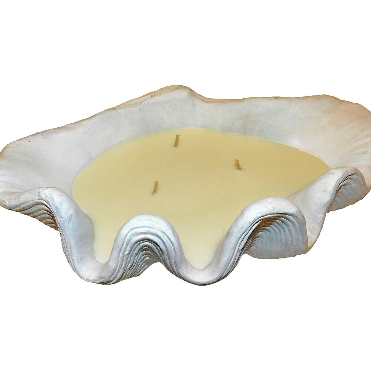 Candle Clam – Cocolea
